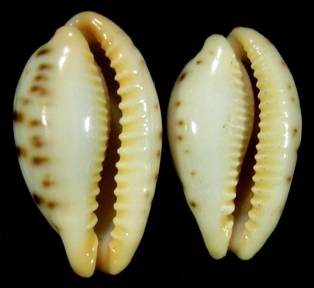 shellauction.net :: Cypraea saulae - 3522391