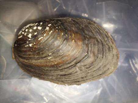 shellauction.net :: Lamprotula gottschei - 3522477