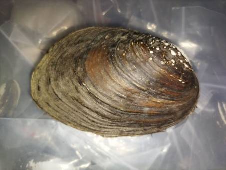 shellauction.net :: Lamprotula gottschei - 3522477