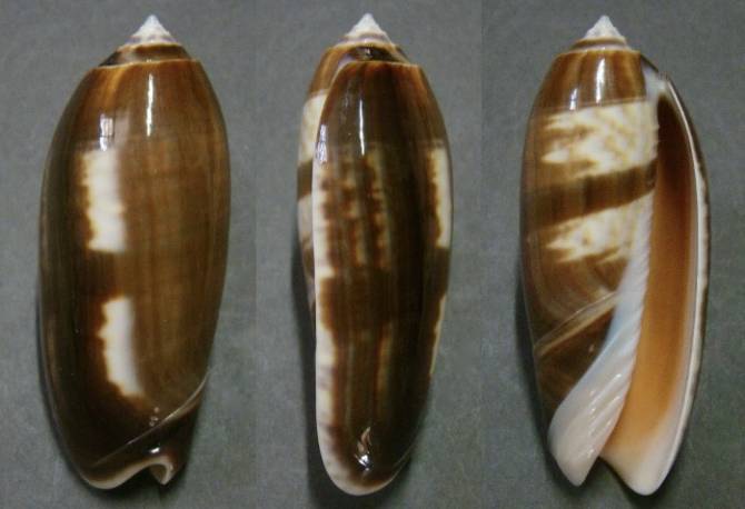 shellauction.net :: Oliva miniacea v. johnsoni - 3522498