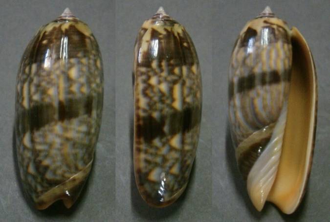 shellauction.net :: Oliva miniacea v. saturata - 3522511