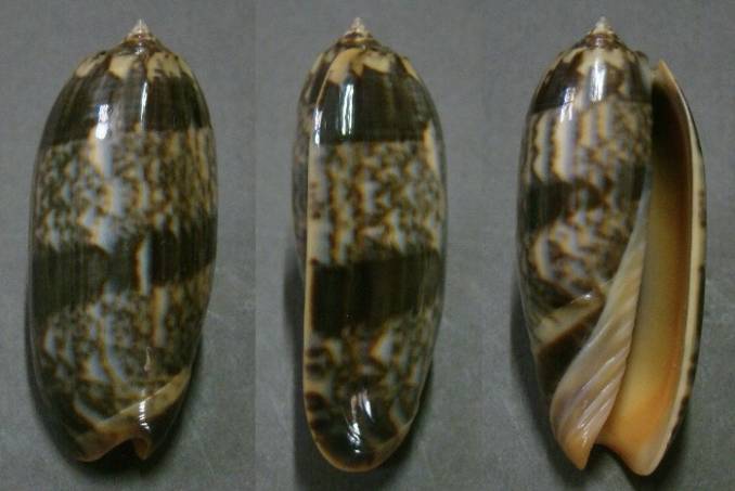 shellauction.net :: Oliva miniacea v. saturata - 3522512
