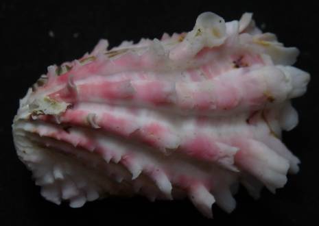 shellauction.net :: Cardita crassicosta - 3522896