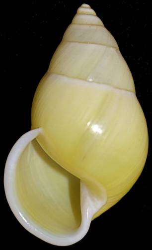 shellauction.net :: Amphidromus atricallosus perakensis - 3523451