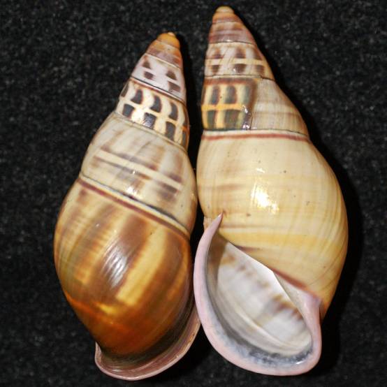 shellauction.net :: Amphidromus contrarius hanieli - 3523754