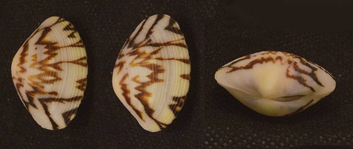 shellauction.net :: Lioconcha ornata - 3525498