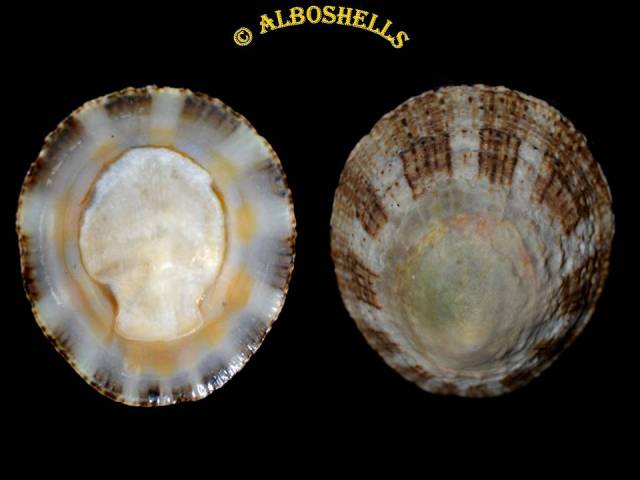 shellauction.net :: Patella rustica - 3526114