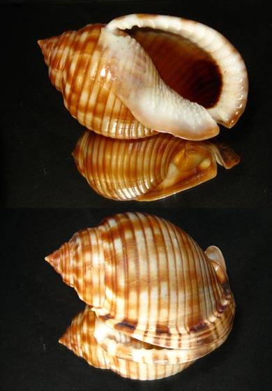 shellauction.net :: Semicassis undulata - 3526938
