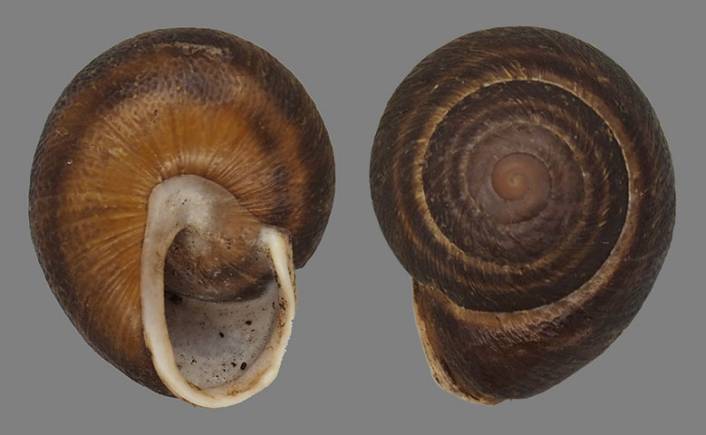 shellauction.net :: Hemicycla bidentalis - 3527048