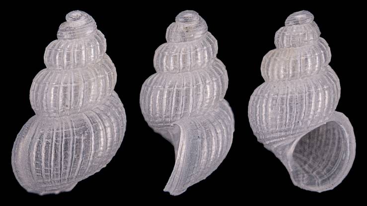 shellauction.net :: Alvania subsoluta - 3527279