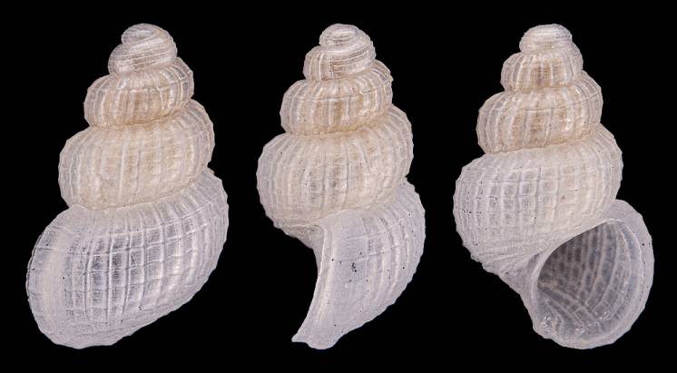 shellauction.net :: Alvania subsoluta - 3527282