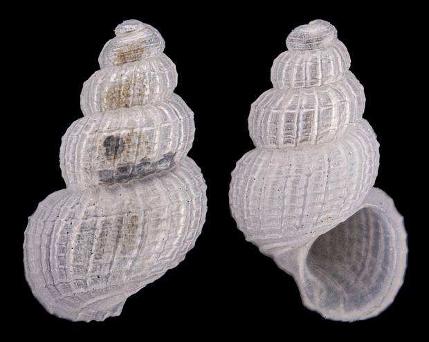 shellauction.net :: Alvania subsoluta - 3527285