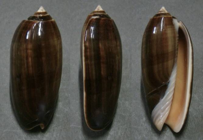 shellauction.net :: Oliva miniacea v. marrati - 3527645