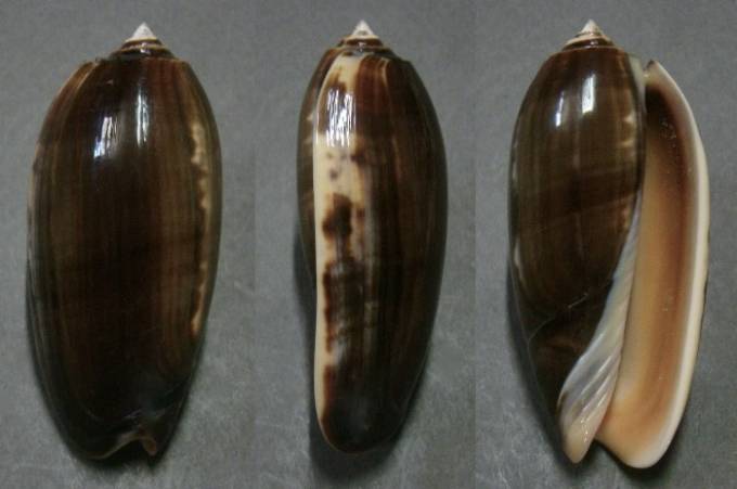 shellauction.net :: Oliva miniacea v. marrati - 3527653