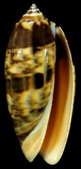 shellauction.net :: Oliva miniacea johnsoni - 3527655