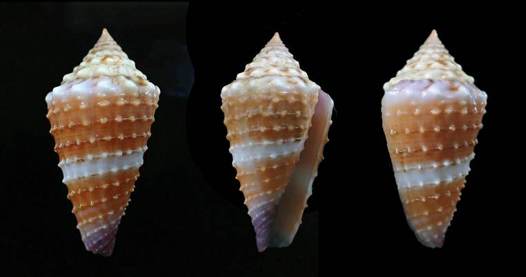 shellauction.net :: Conus floridulus - 3527656