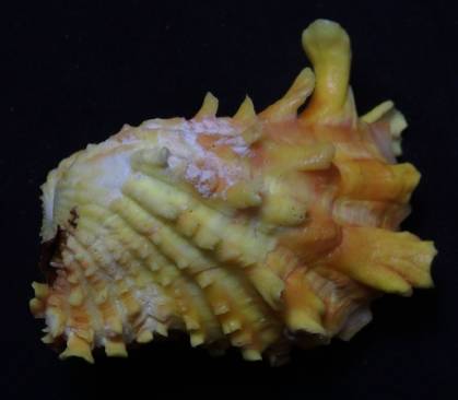 shellauction.net :: Cardita crassicosta - 3527736