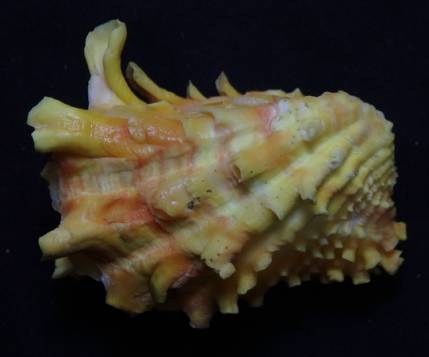 shellauction.net :: Cardita crassicosta - 3527736