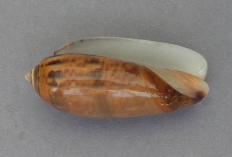 shellauction.net :: Oliva concinna - 3528013