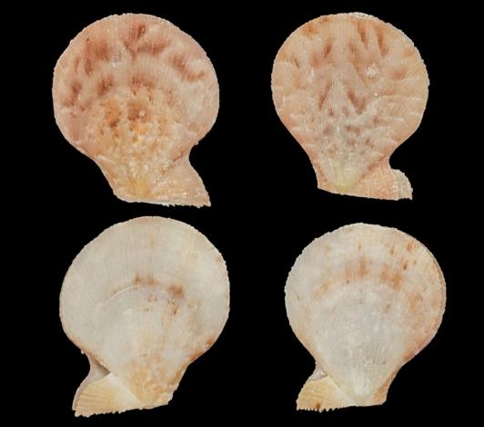 shellauction.net :: Chlamys empressae - 3528042