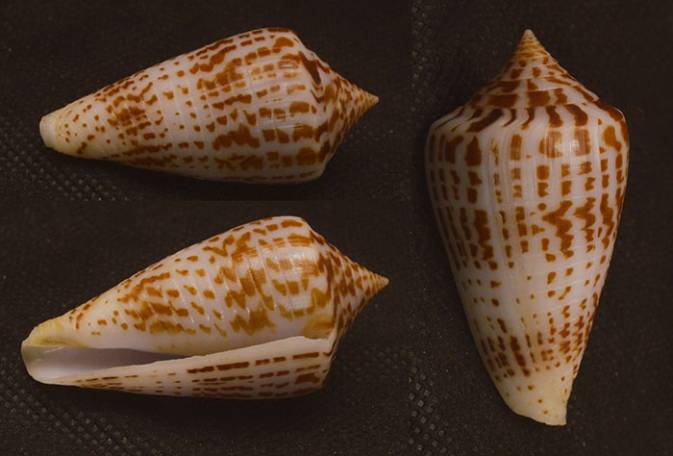 shellauction.net :: Conus inscriptus - 3528046