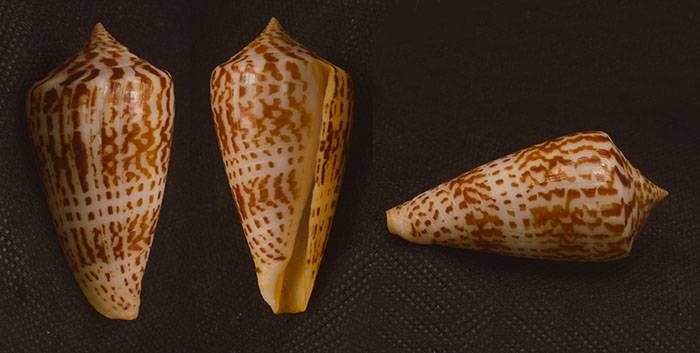 shellauction.net :: Conus inscriptus - 3528061