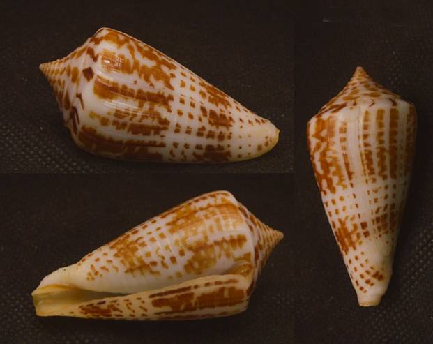 shellauction.net :: Conus inscriptus - 3528066