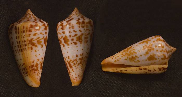 shellauction.net :: Conus inscriptus - 3528076