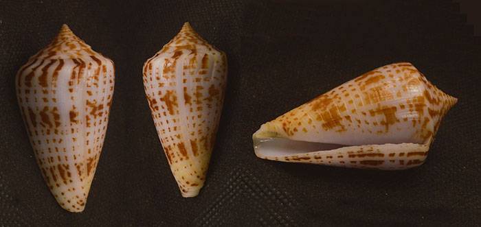 shellauction.net :: Conus inscriptus - 3528080