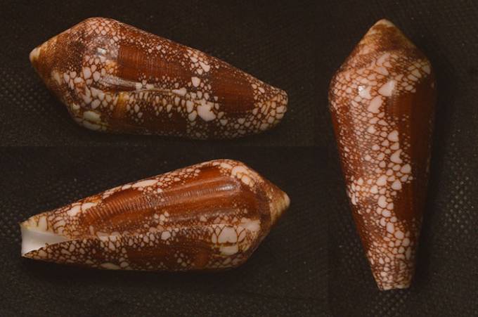shellauction.net :: Conus magnificus - 3528102