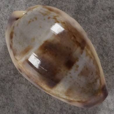 shellauction.net :: Contradusta walkeri walkeri - 3529569