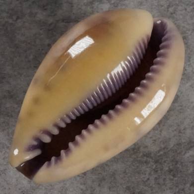 shellauction.net :: Contradusta walkeri walkeri - 3529569