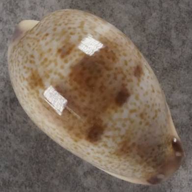 shellauction.net :: Contradusta walkeri walkeri - 3529570