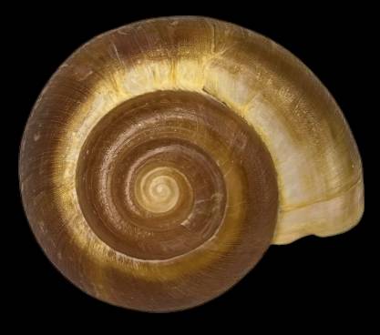 shellauction.net :: Cryptozona erratica - 3529586