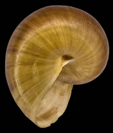 shellauction.net :: Cryptozona erratica - 3529596