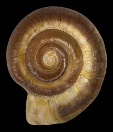 shellauction.net :: Cryptozona erratica - 3529596