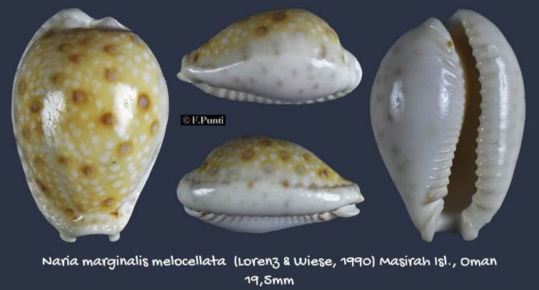 shellauction.net :: Naria marginalis melocellata - 3529731