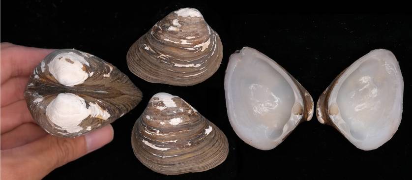 shellauction.net :: Rangia cuneata - 3529809