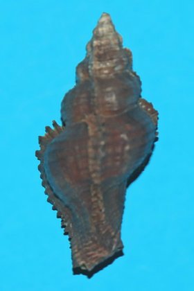 shellauction.net :: Chicoreus capucinus - 3530110