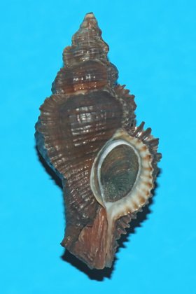 shellauction.net :: Chicoreus capucinus - 3530110