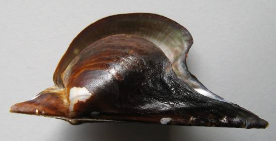 shellauction.net :: Pteria avicular - 3530963