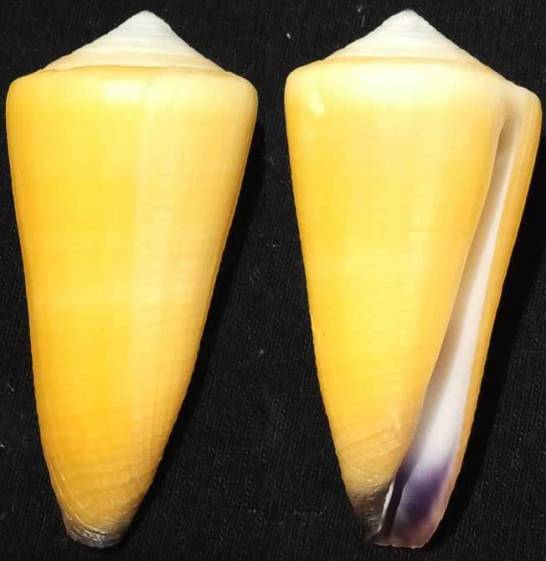 shellauction.net :: Conus emaciatus - 3531360