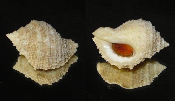 shellauction.net :: Nucella rolani - 3531424