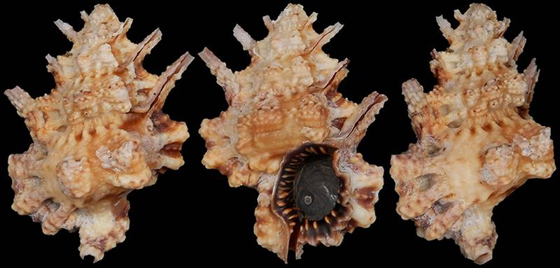 shellauction.net :: Bursa angioyorum - 3531652