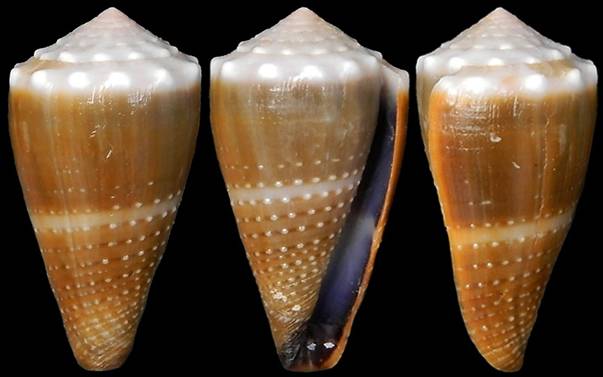 shellauction.net :: Conus lividus - 3532199