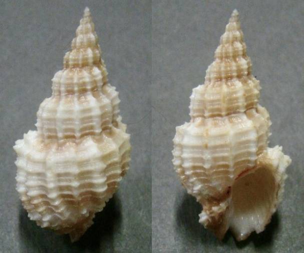 shellauction.net :: Phos senticosus ssp. - 3532317