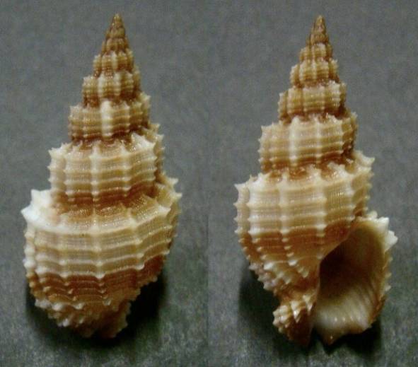 shellauction.net :: Phos senticosus - 3532433
