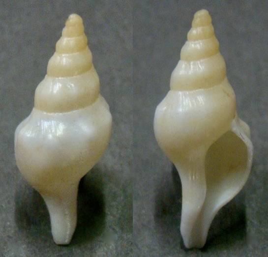 shellauction.net :: Euthria solifer v. citrina - 3532583