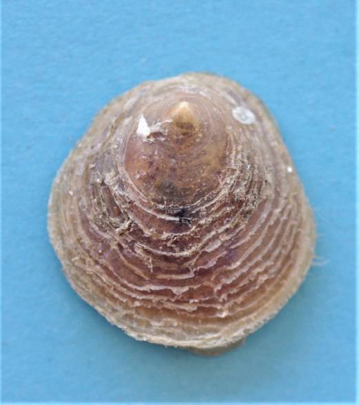 shellauction.net :: Discina lamellosa - 3532964