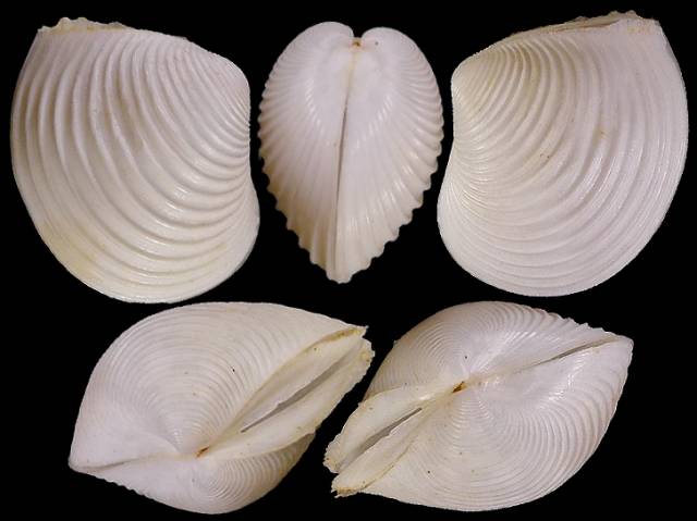 shellauction.net :: Harvella elegans - 3533576